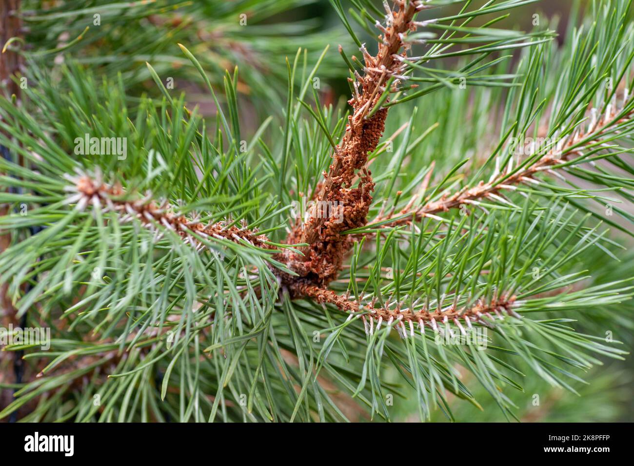 Maladies des arbres pin Banque de photographies et d’images à haute ...