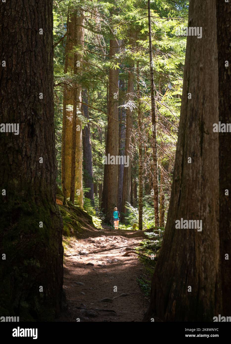 Femme qui fait de la randonnée dans le parc provincial Garibaldi le ...