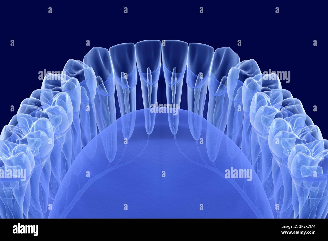 Anatomie de la racine des dents, vue radiologique. Illustration ...
