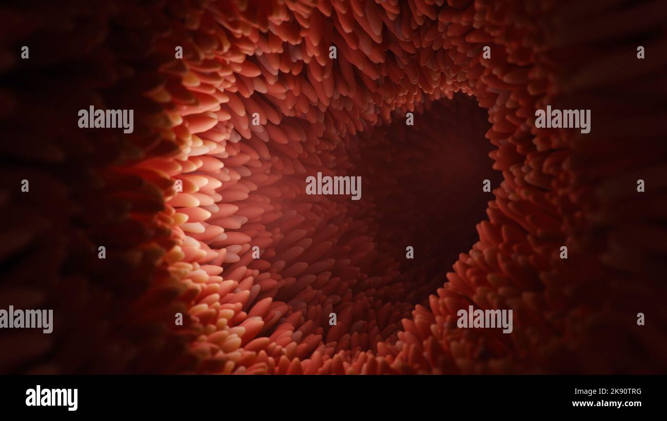 Microvilli à la surface du système digestif ou du tractus intestinal ...