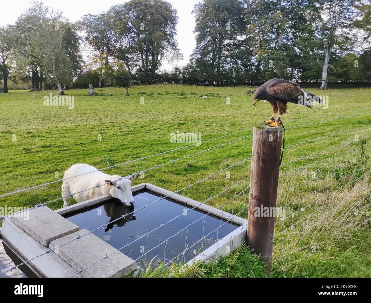 Un joli petit mouton boit de l'eau dans un champ vert lumineux dans la ...