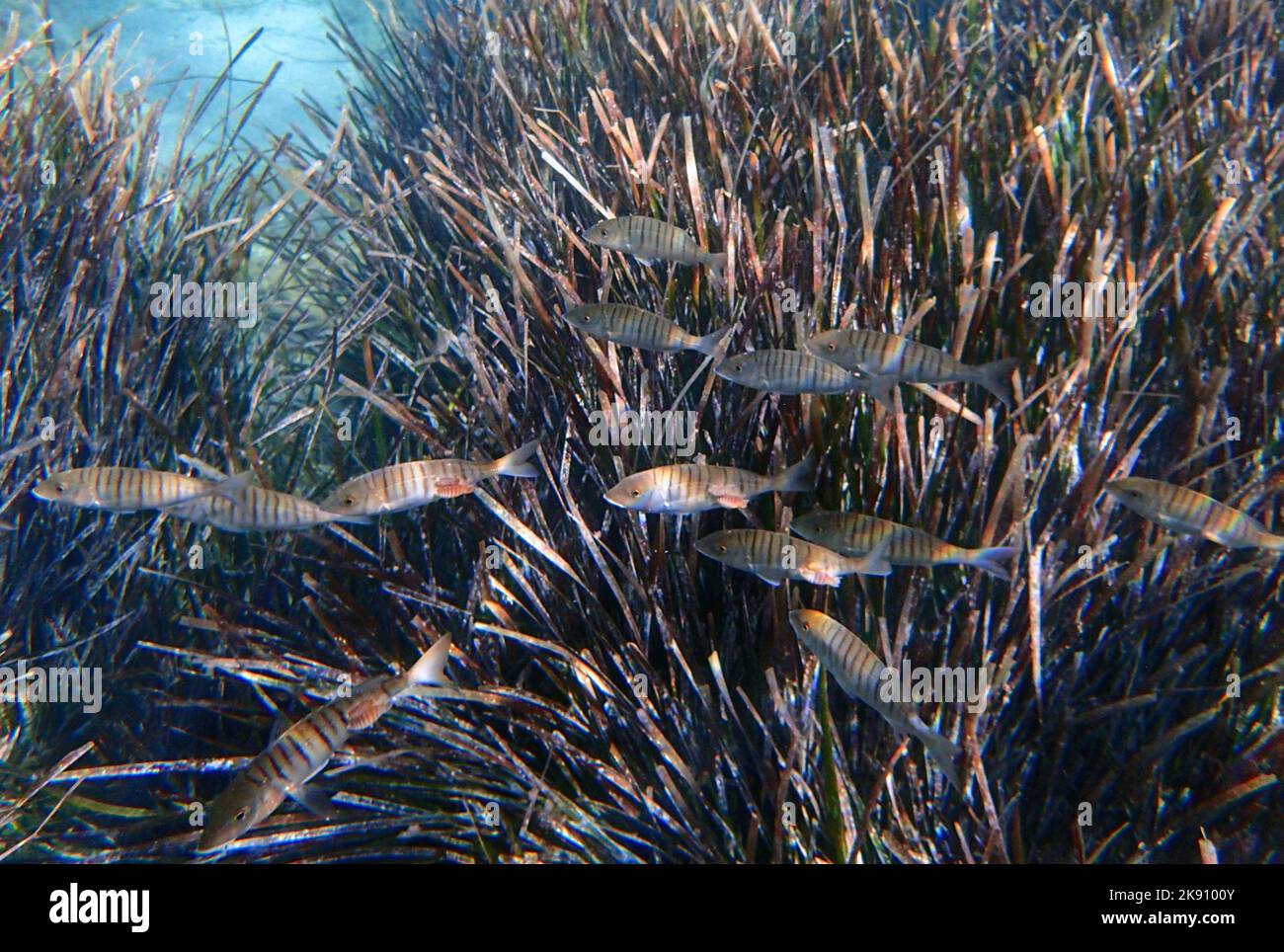 Lithognathus mormyrus mer méditerranée Banque de photographies et d ...