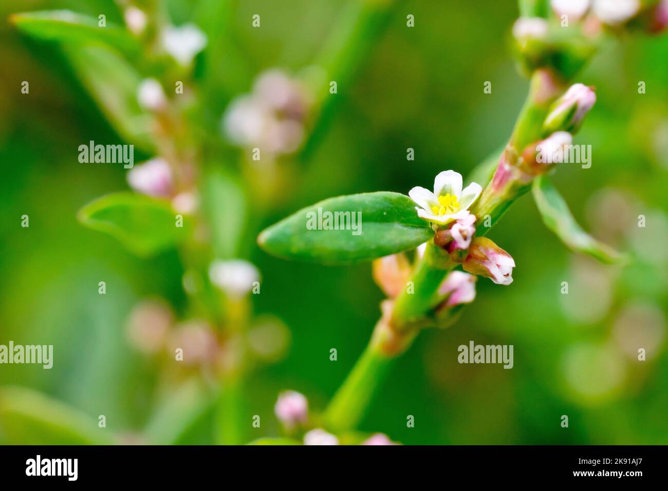 Common knotgrass Banque de photographies et d’images à haute résolution ...