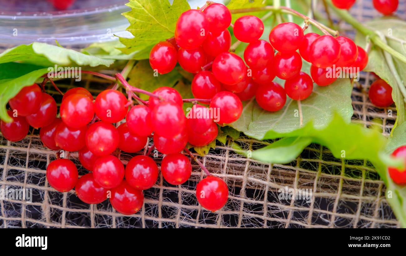 Gros plan de beaux fruits rouges de viburnum vulgaris. Guelder rose ...