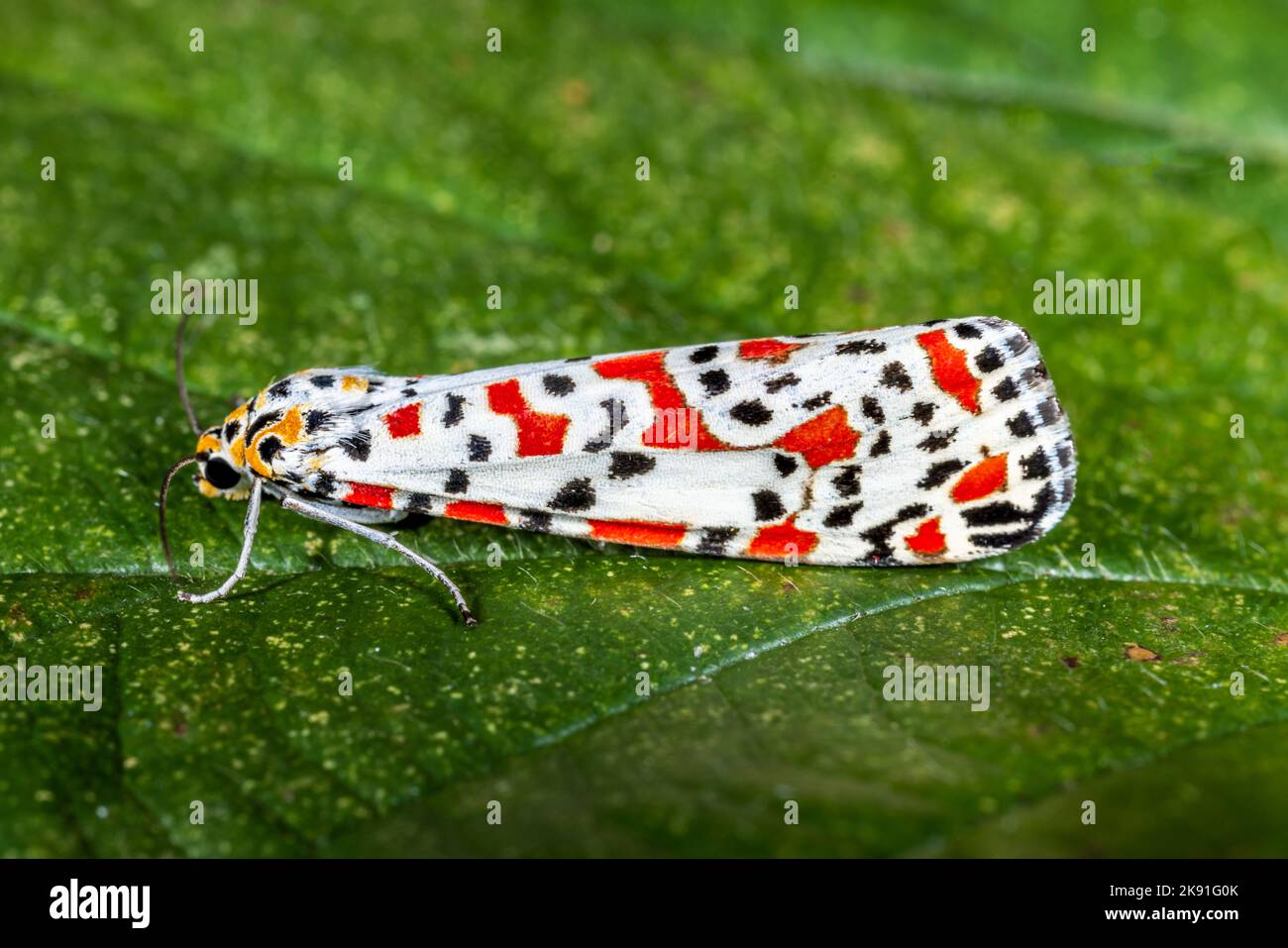Moth cramoisi à tête de cramoisi - Utetheisa pulchella (Linnaeus, 1758 ...