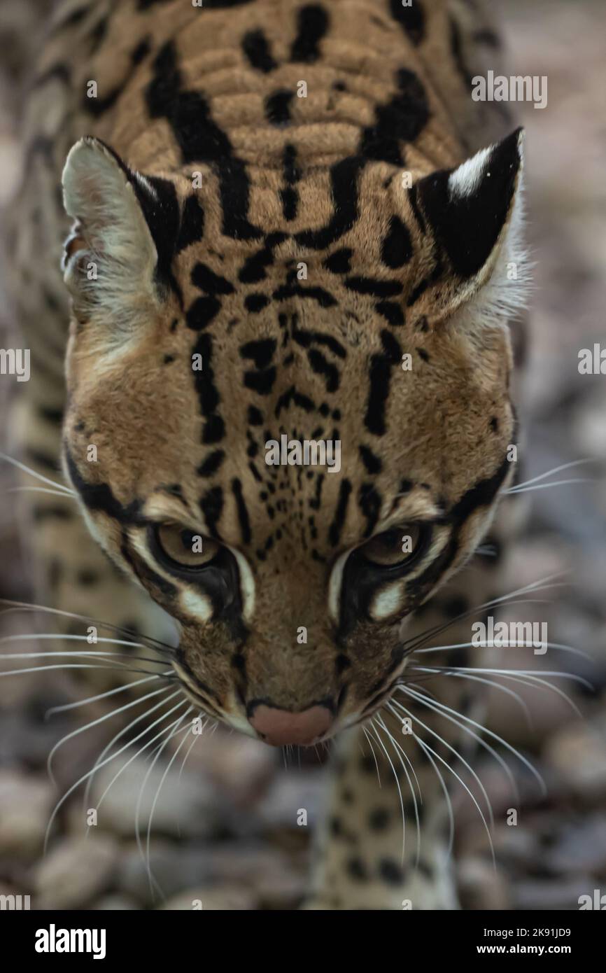 Ocelot head Banque de photographies et d’images à haute résolution - Alamy