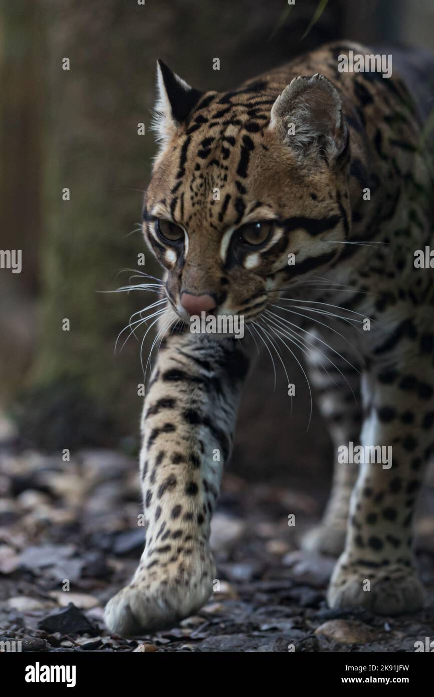 Ocelot head Banque de photographies et d’images à haute résolution - Alamy