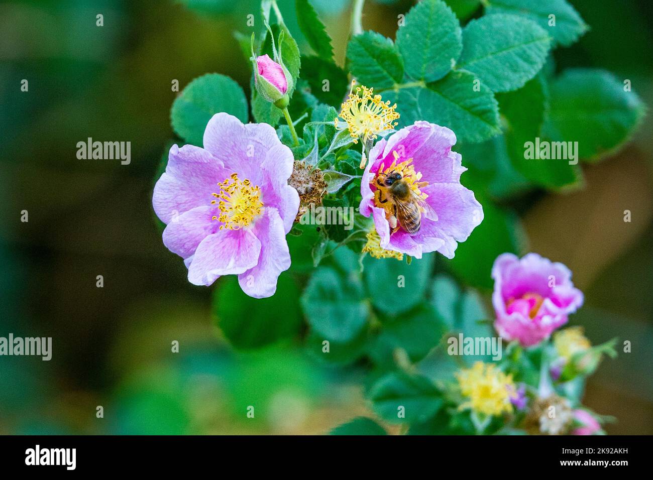 Rose sauvage de Californie (Rosa californica) en octobre 2022 au refuge ...