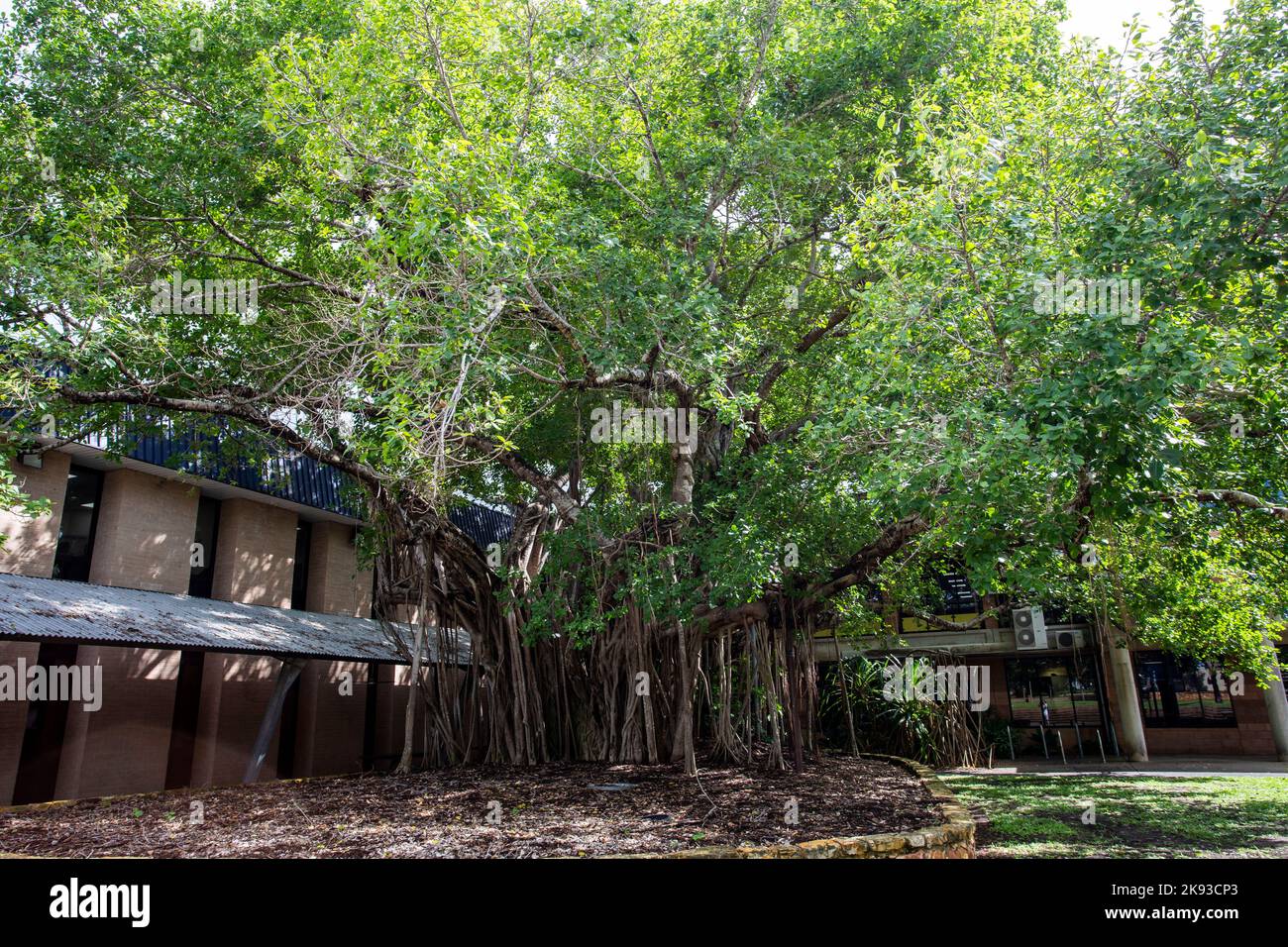 L'arbre de la connaissance est un figuier Banyan du genre Ficus, Ficus ...