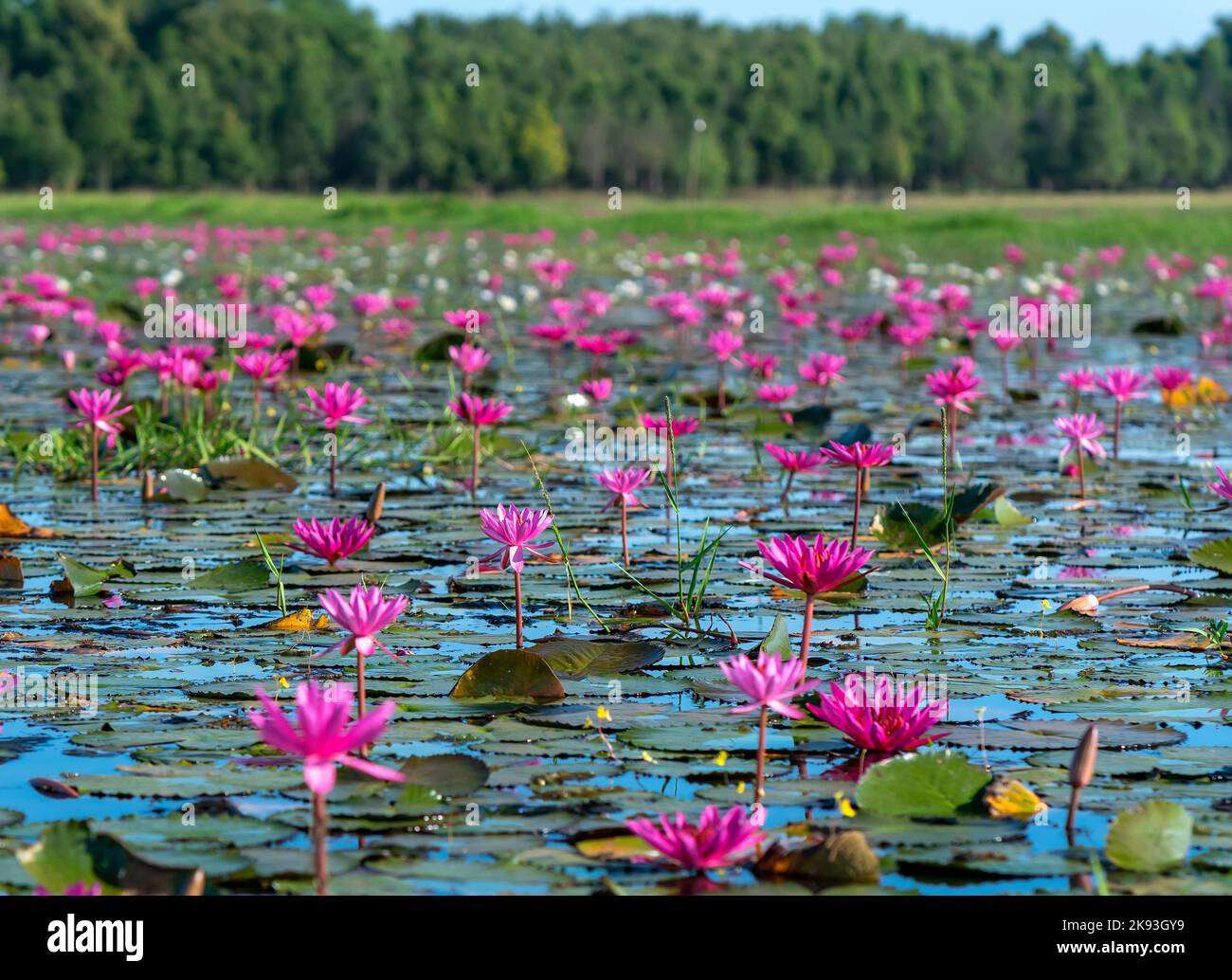 Les nénuphars fleurissent dans un grand lagon inondé à Tay Ninh, au ...