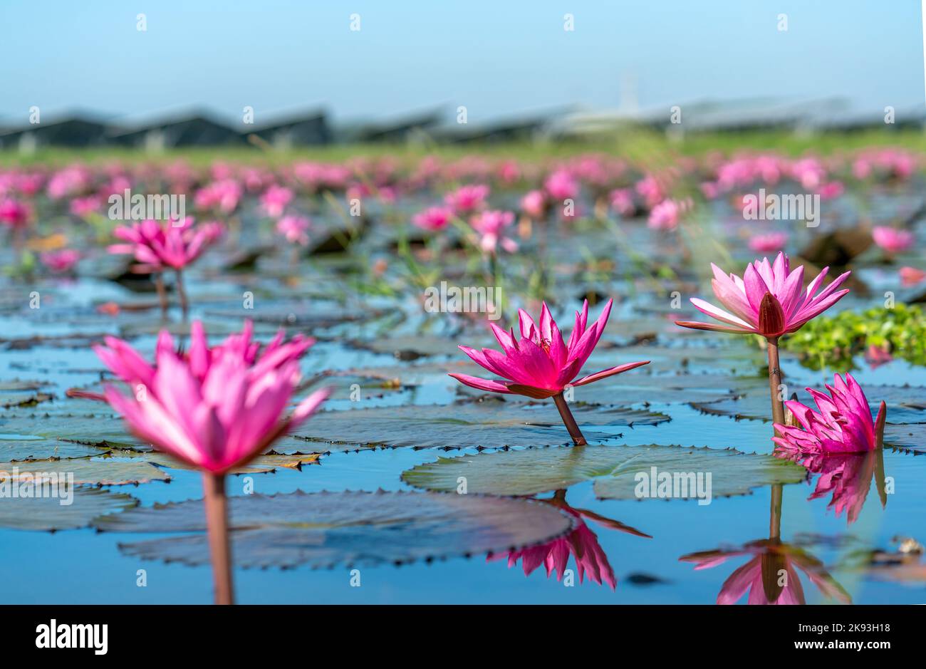 Les nénuphars fleurissent dans un grand lagon inondé à Tay Ninh, au ...