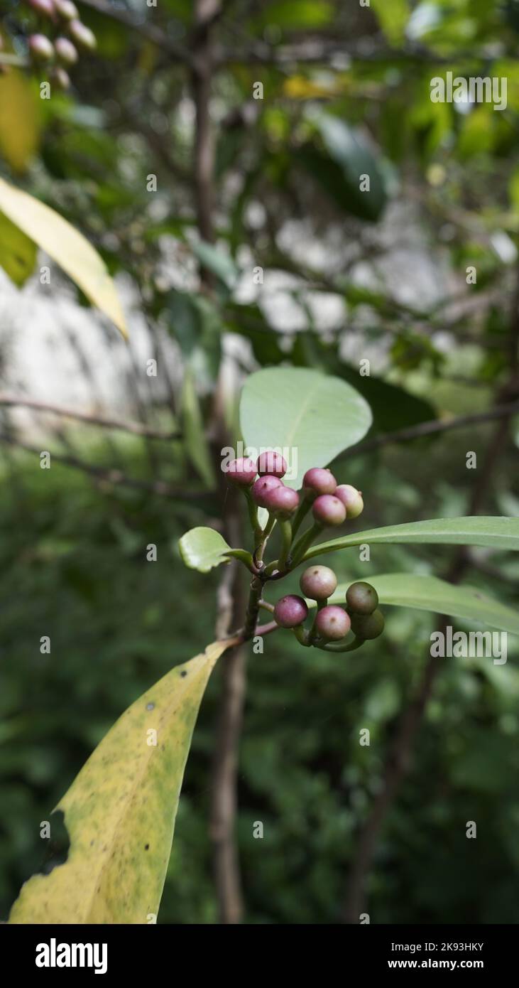 Ardisia elliptica Banque de photographies et d’images à haute ...