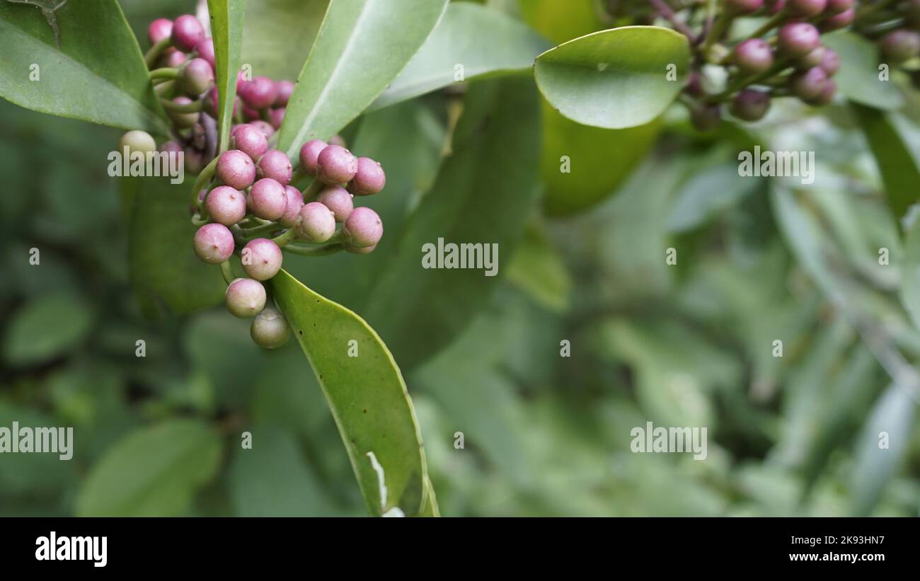 Ardisia elliptica Banque de photographies et d’images à haute ...