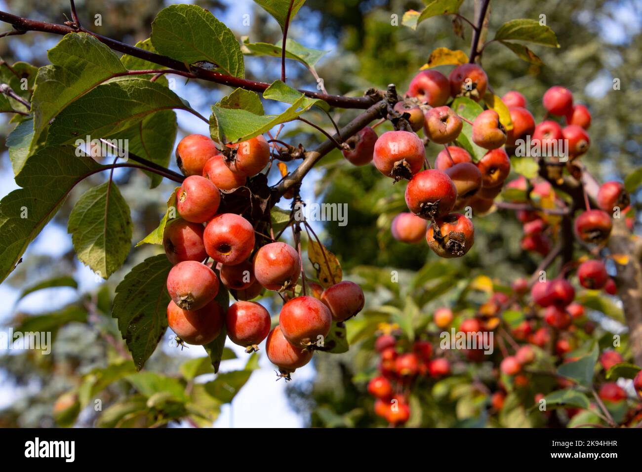 Pomme sauvage rouge Banque de photographies et d’images à haute ...