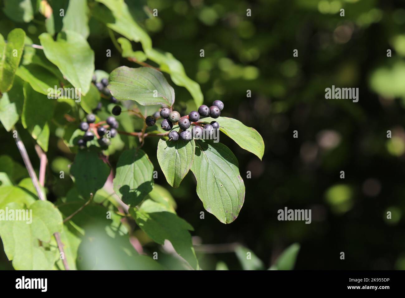 Cornus sanguinea subsp australis Banque de photographies et d’images à ...