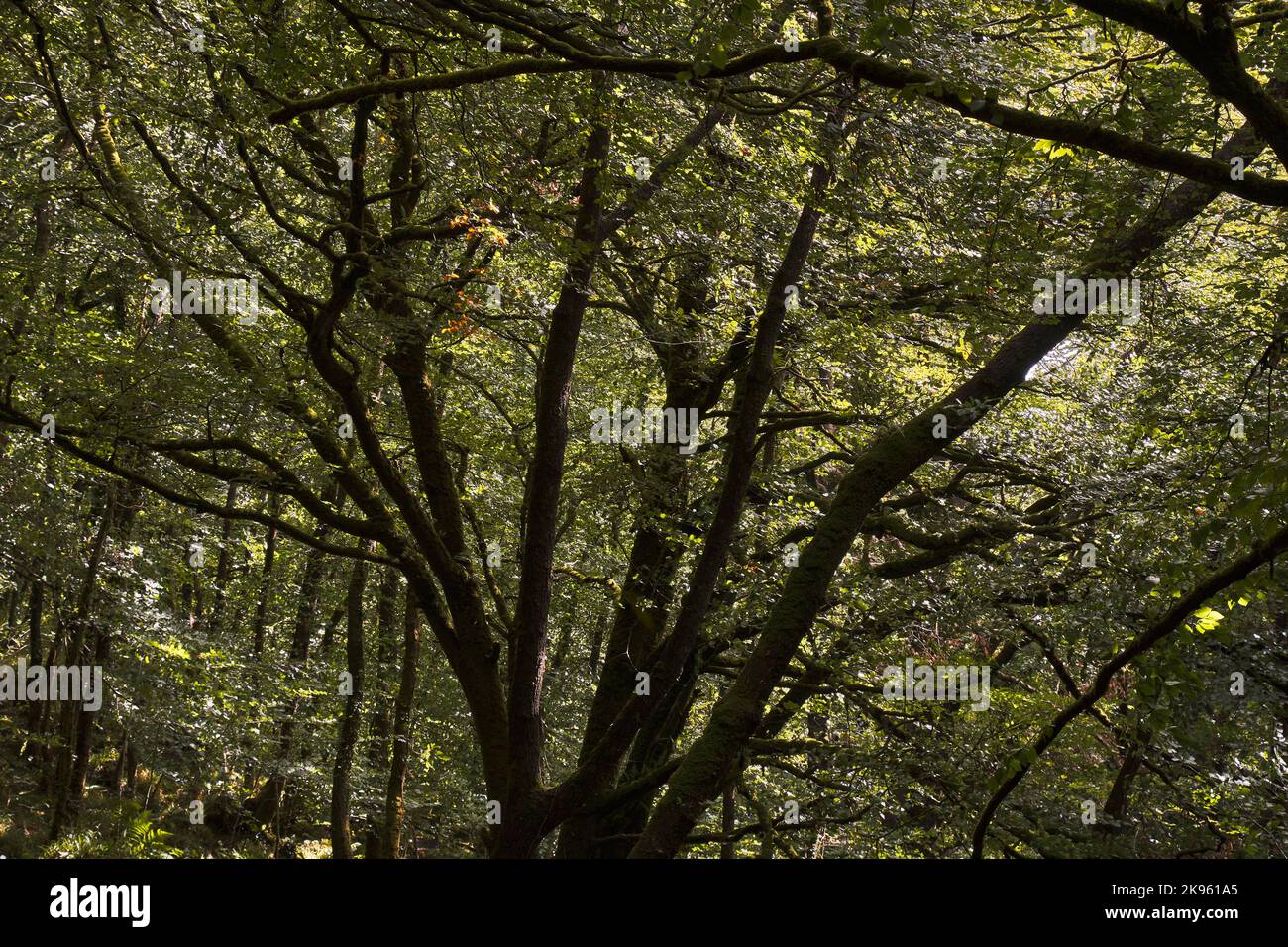 Prise de l'échafaudage (branches principales) et de la voûte de l'arbre ...