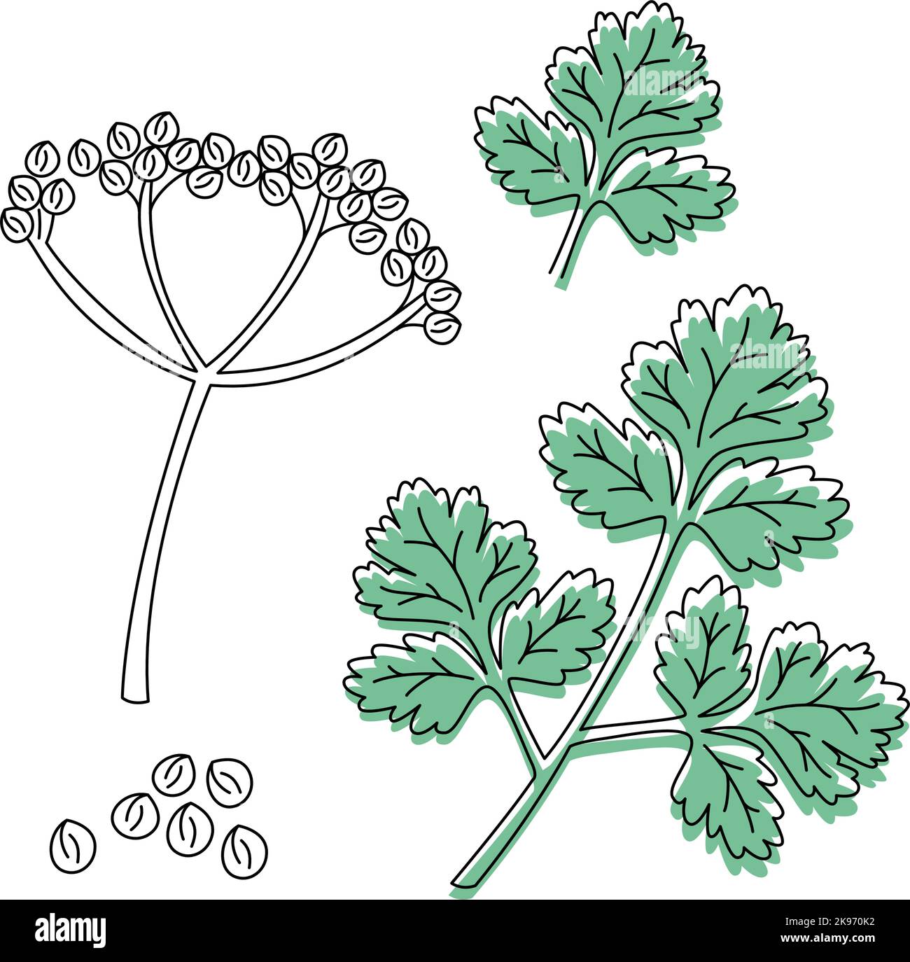 Doodle Outline set feuilles de coriandre et graines avec tache ...