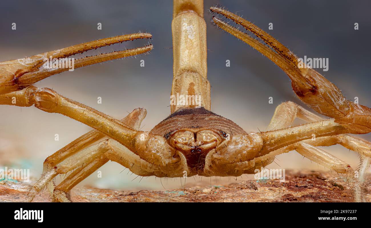 Scorpion hadrurus arizonensis arizona Banque de photographies et d ...
