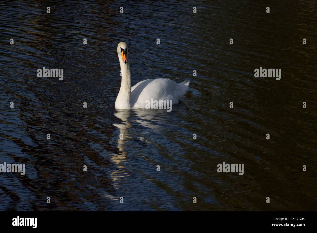 Swan river stort harlow Banque de photographies et d’images à haute ...