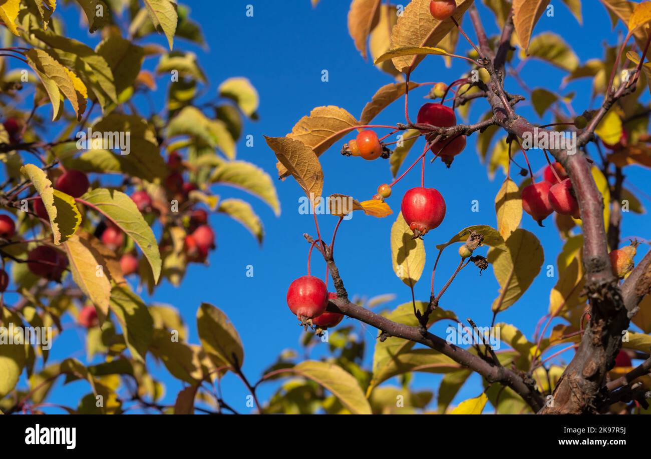 Manger des pomme sauvage chinoise Banque de photographies et d’images à ...