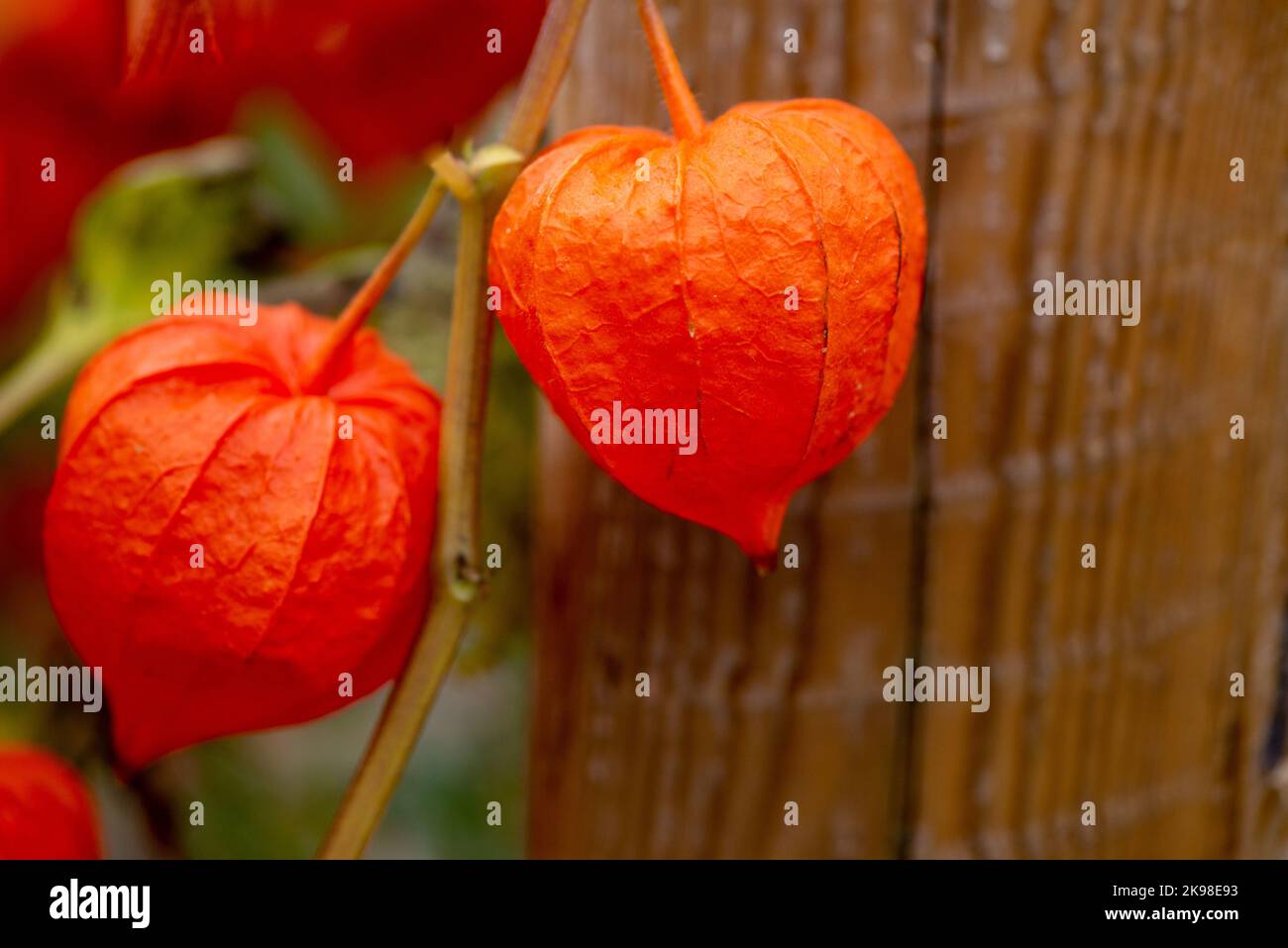 Un gros plan de fleurs lanternes chinoises, orange vif, connu sous le ...