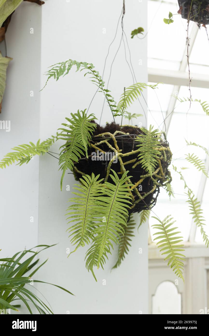 Polypodium formosanum Banque de photographies et d’images à haute ...