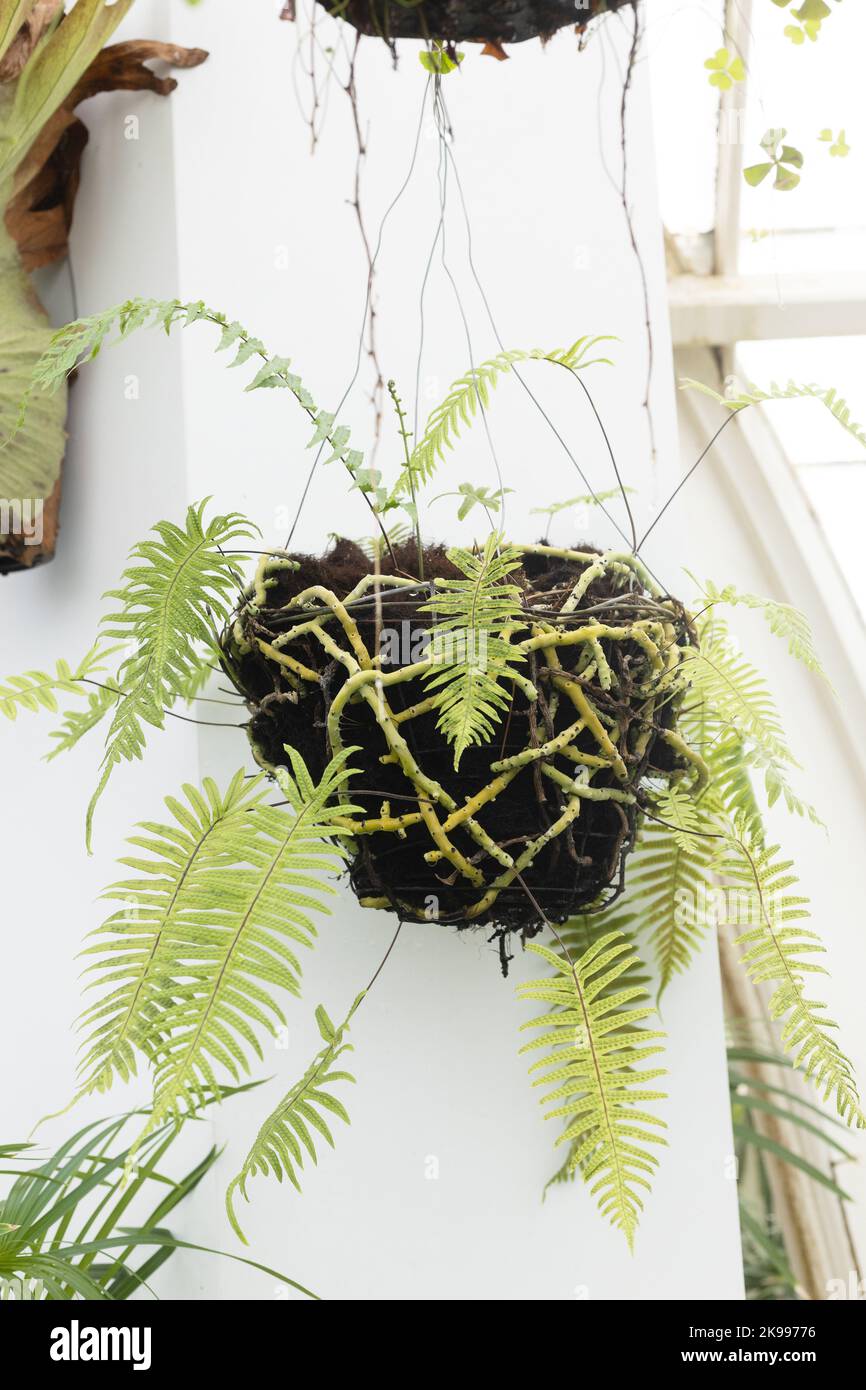 Polypodium formosanum Banque de photographies et d’images à haute ...