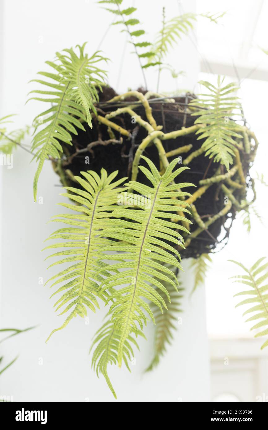 Polypodium formosanum Banque de photographies et d’images à haute ...