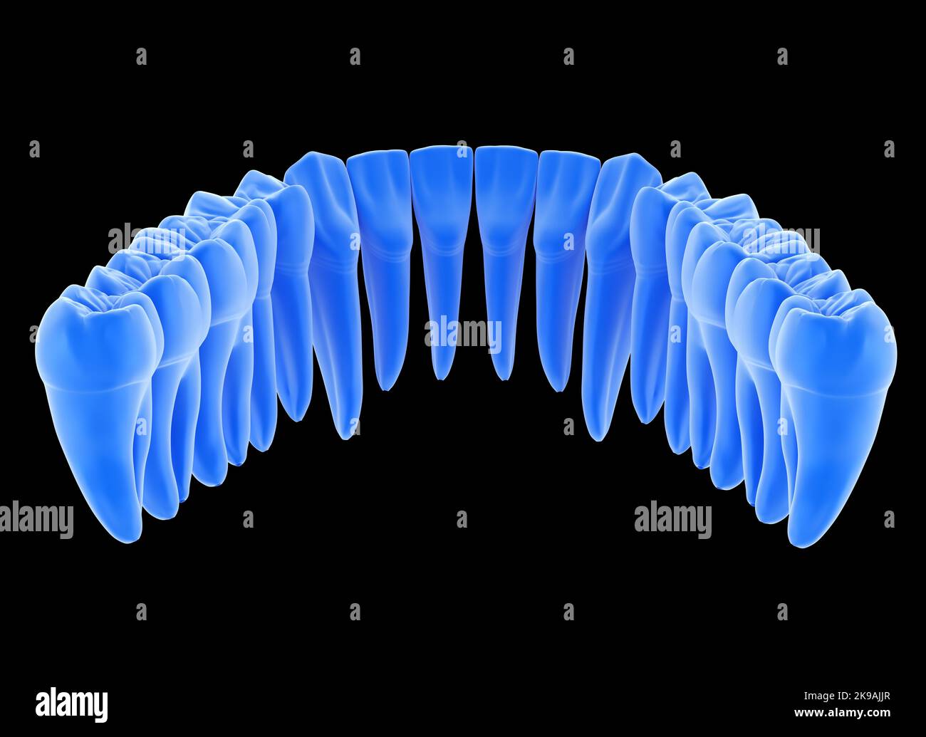 Anatomie dentaire des dents et gencives humaine mandibulaire, la vue x-ray. Dent précise ...