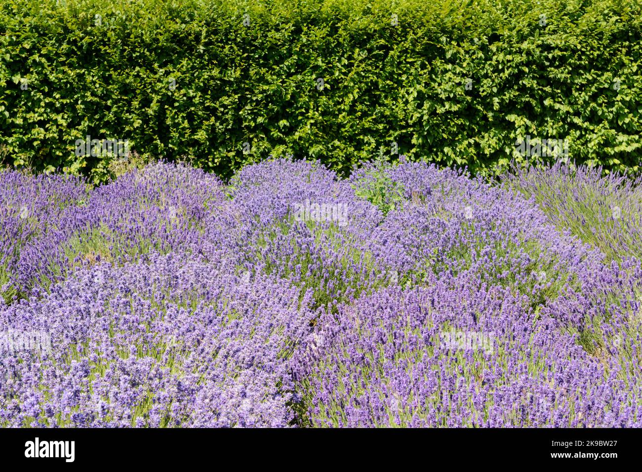 Les arbustes de lavande violets parfumés (Lavandula angustifolia ...
