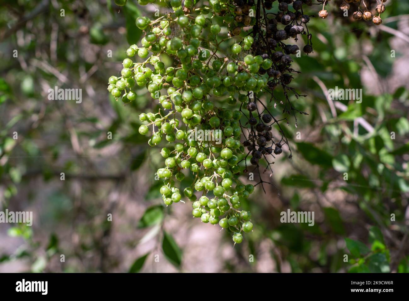Henna tree Banque de photographies et d’images à haute résolution - Alamy