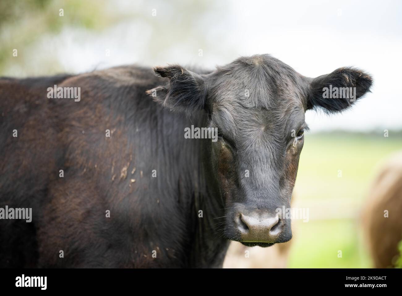 champ d'agriculture, vaches de bœuf dans un champ. troupeau de bovins ...