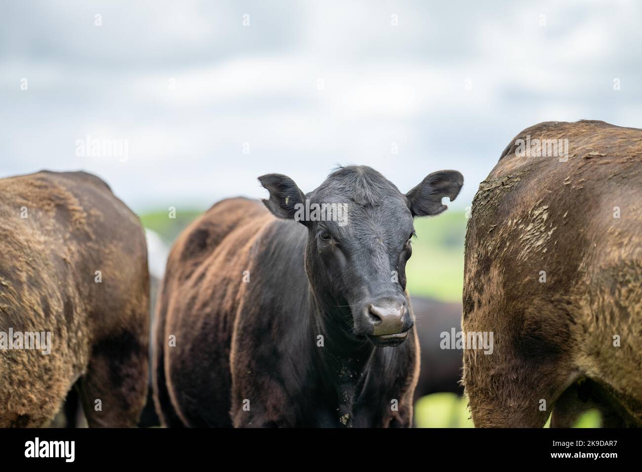 champ d'agriculture, vaches de bœuf dans un champ. troupeau de bovins ...