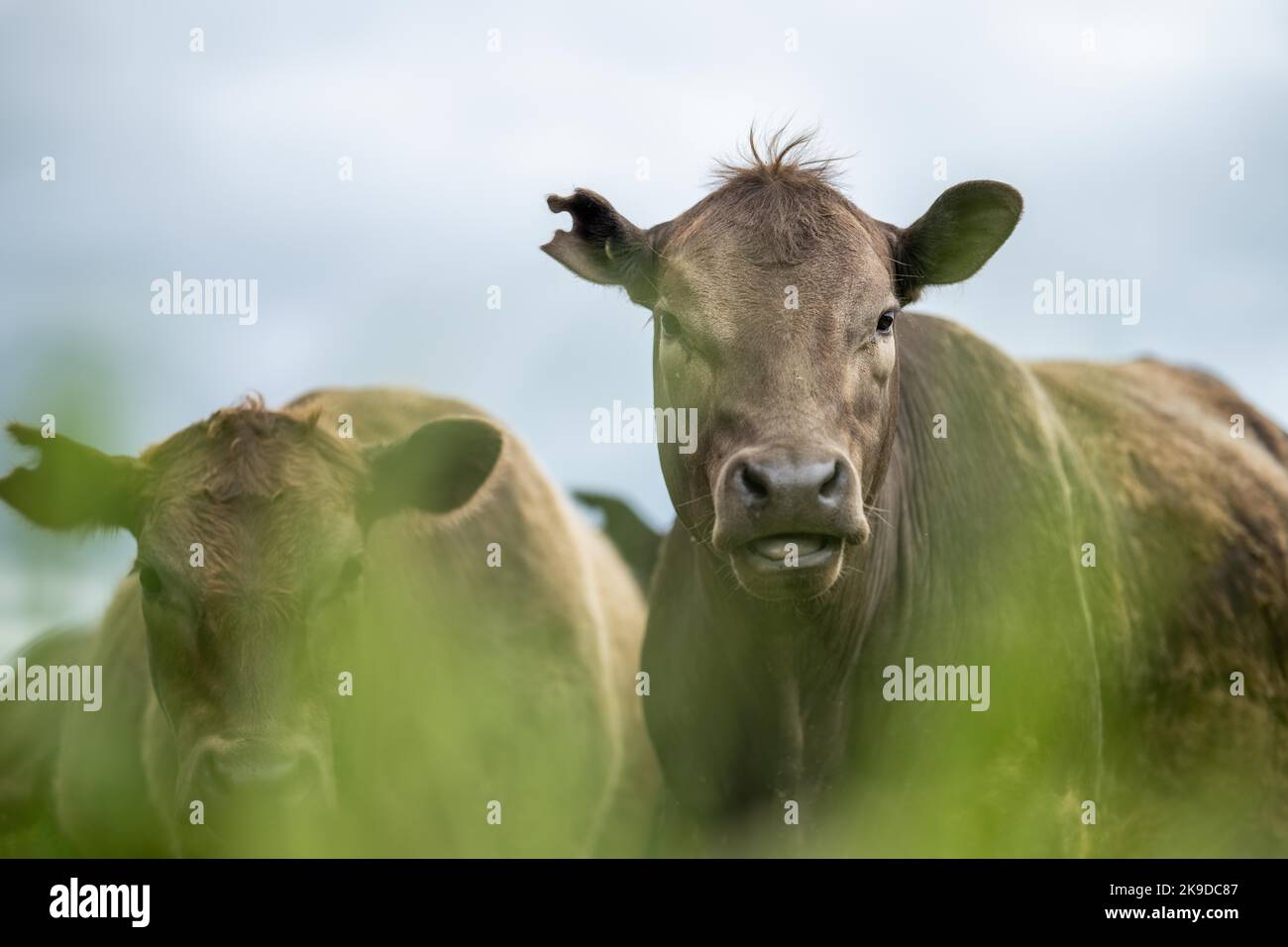 champ d'agriculture, vaches de bœuf dans un champ. troupeau de bovins ...