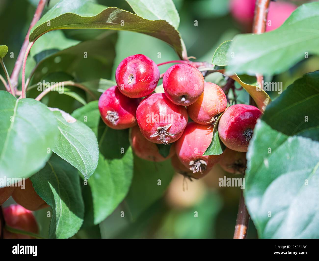 Petites pommes sauvages rouge vif parmi les feuilles jaunes en automne ...