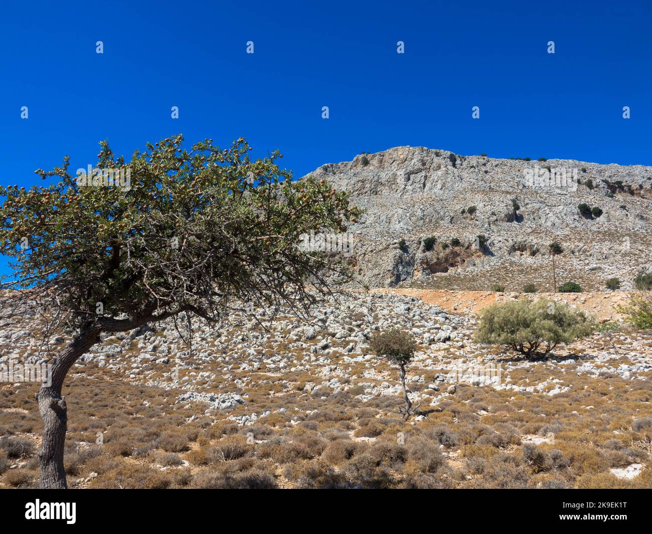 Olivier dans un paysage grec typique Banque de photographies et d ...