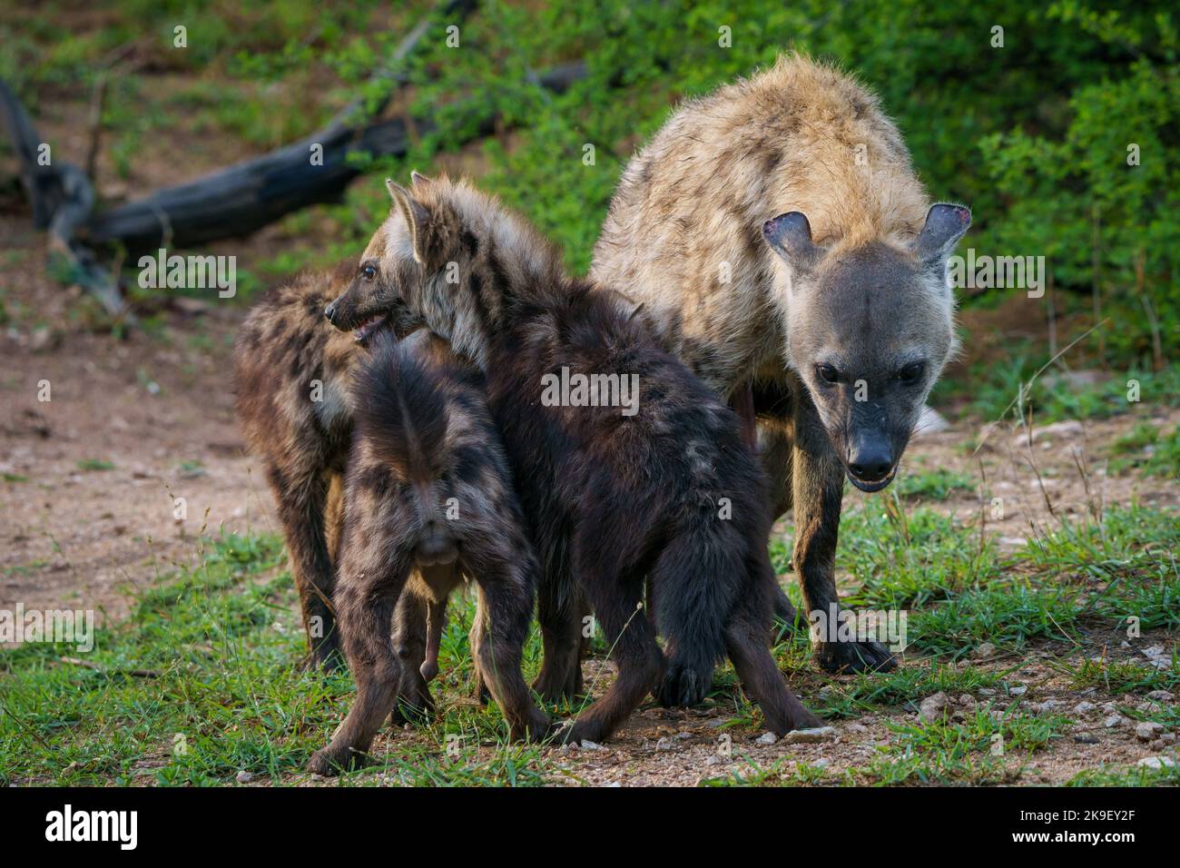 Organes génitaux de l'hyène Banque de photographies et d’images à haute ...