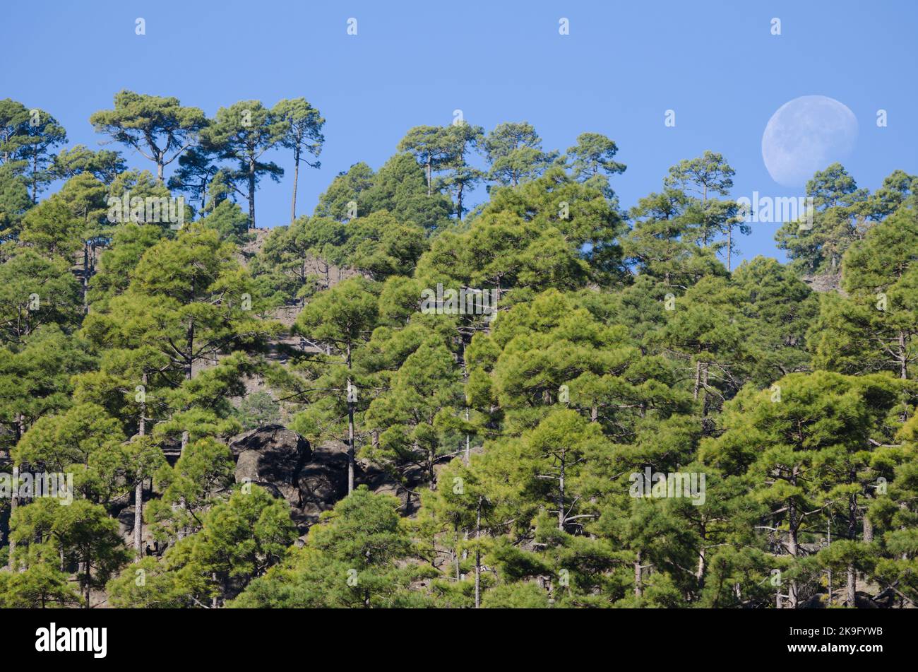 Forêt de pins de l'île des Canaries Pinus canariensis et lune. Réserve ...
