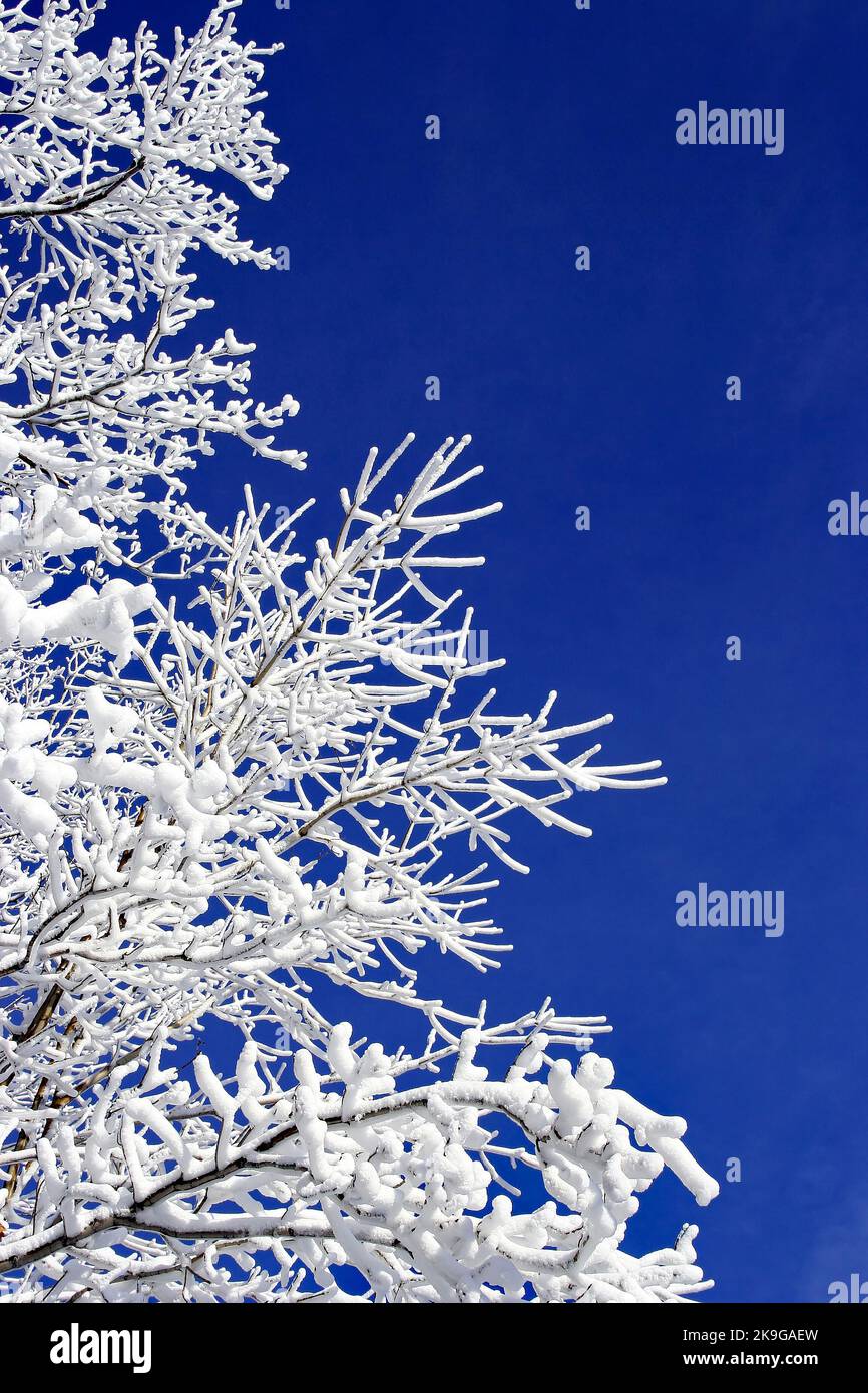 Snow frosted tree Banque de photographies et d’images à haute ...