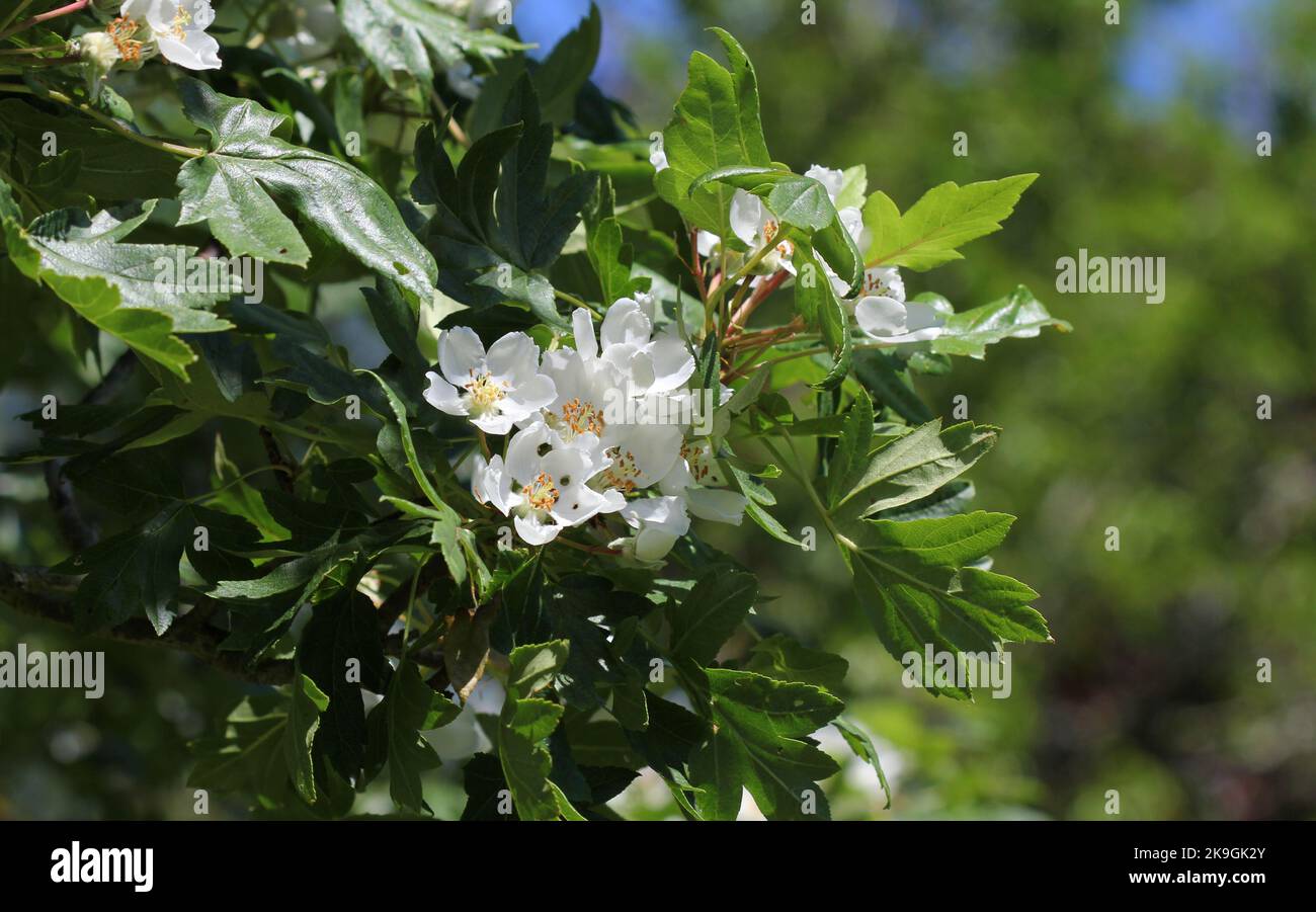 Pommier sauvage Banque de photographies et d’images à haute résolution ...