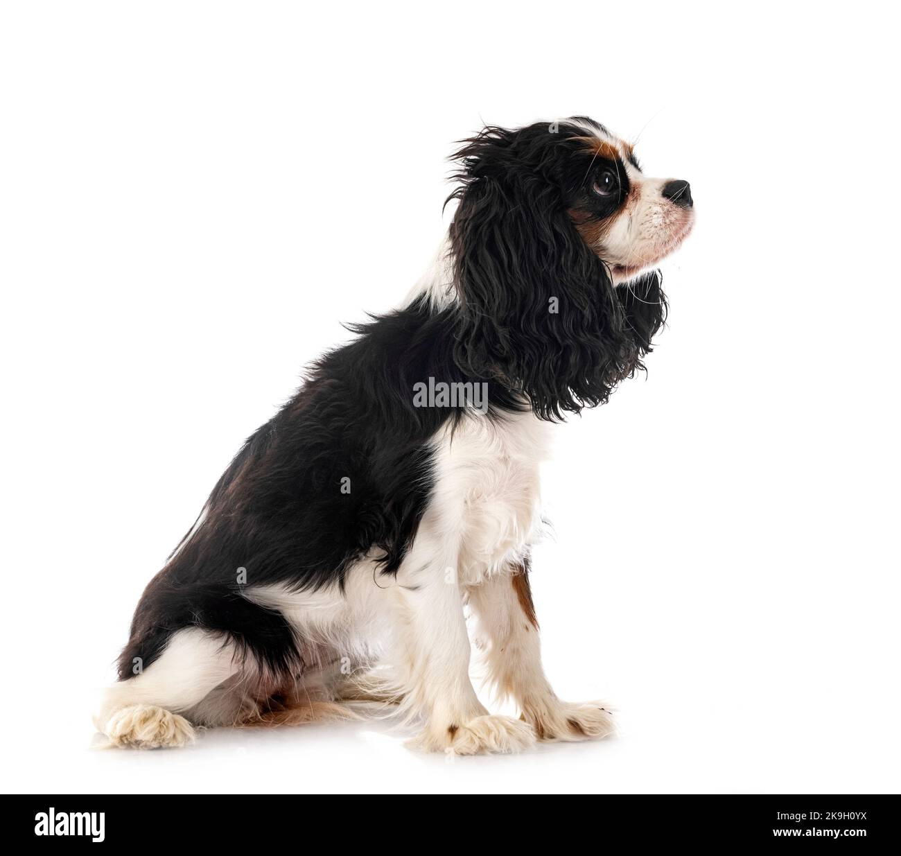 Cavalier king charles spaniel tricolor Banque d'images détourées - Page ...
