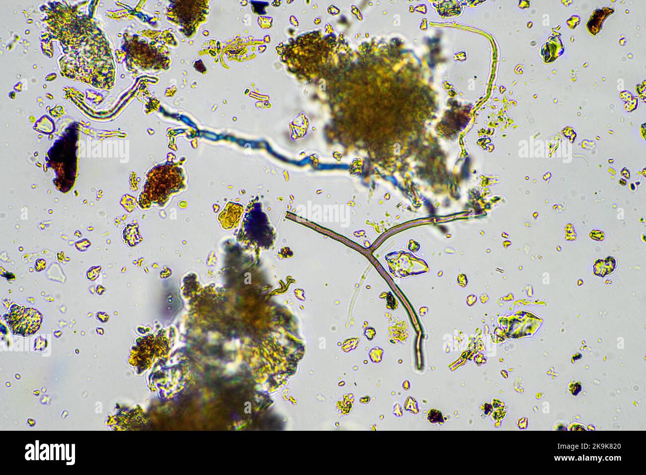 les micro-organismes du sol, avec des hyphes de champignons du sol qui ...