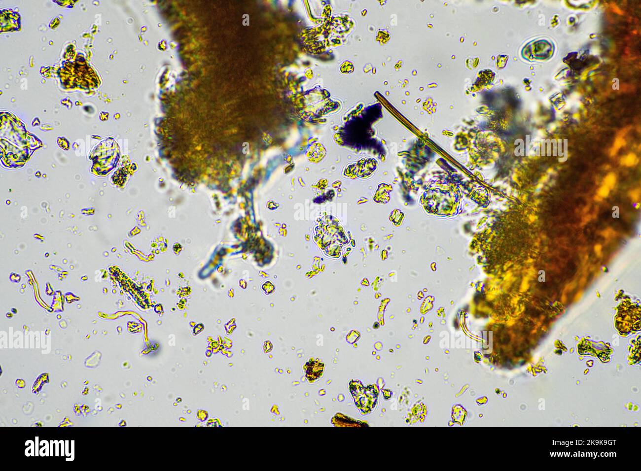 micro-organismes et biologie du sol, avec des nématodes et des ...