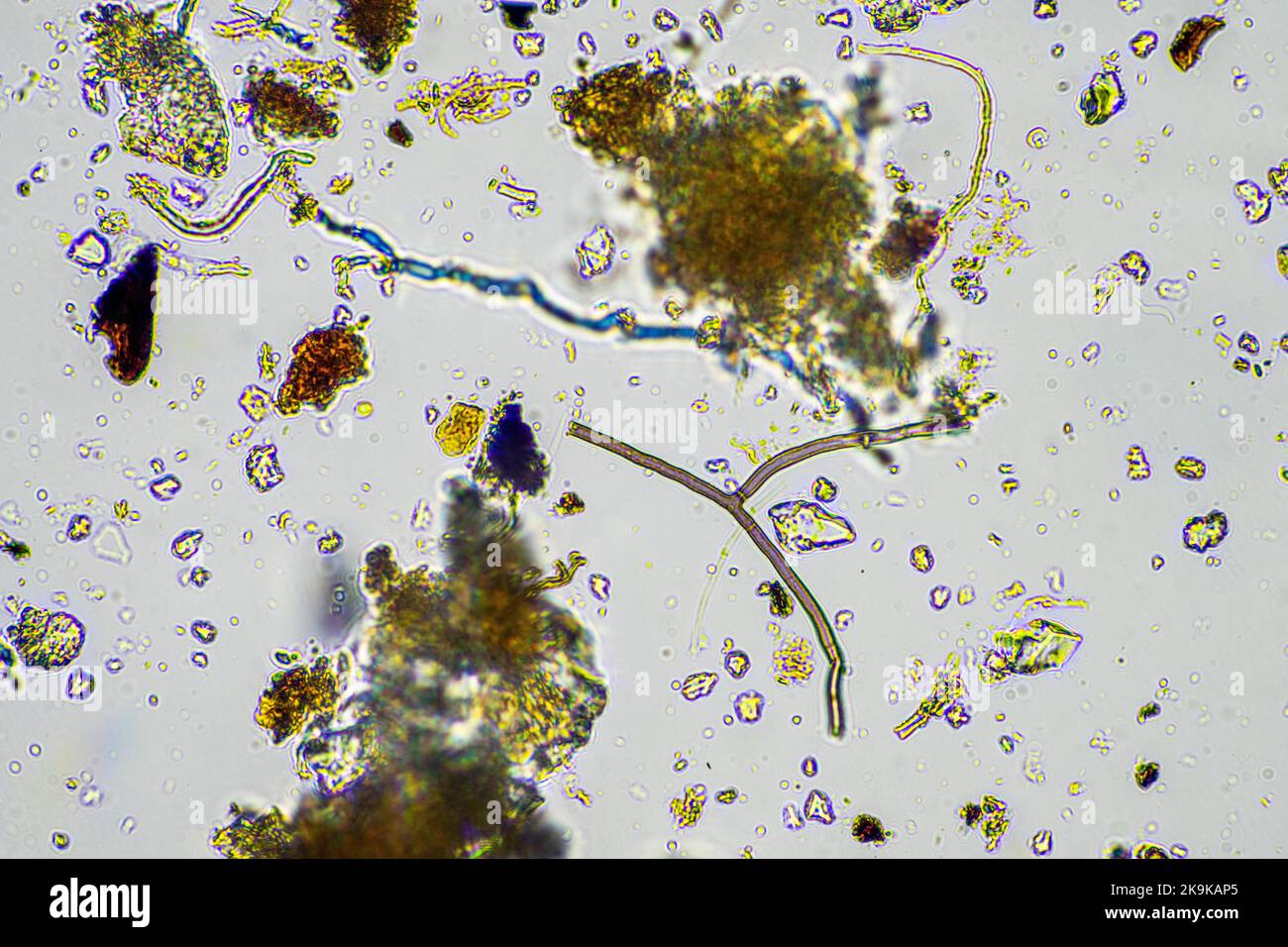 micro-organismes et biologie du sol, avec des nématodes et des ...