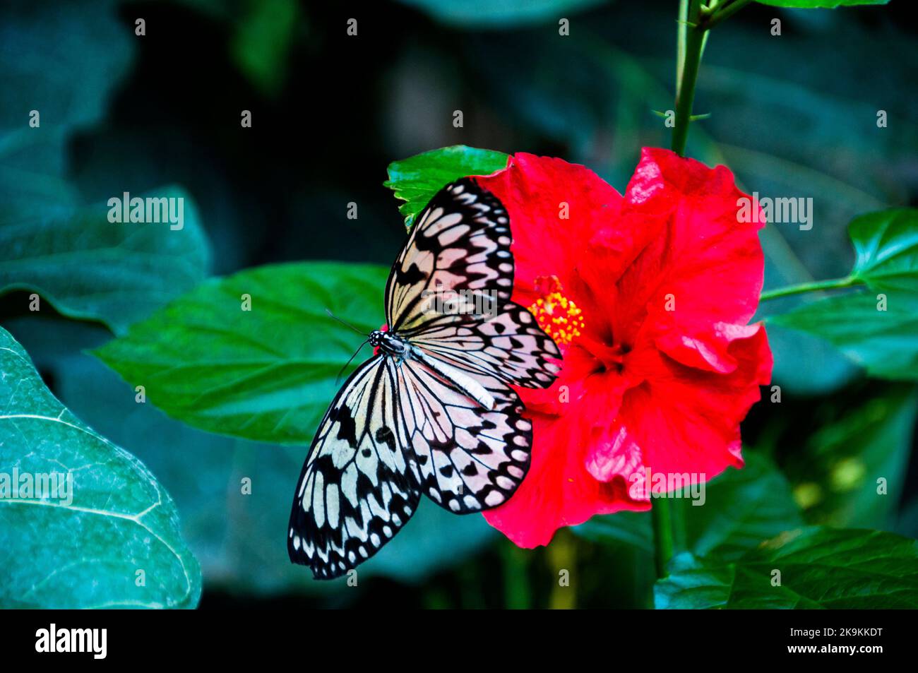 Le papillon de Nymph d'arbre commun à la maison de palmier Art nouveau ...