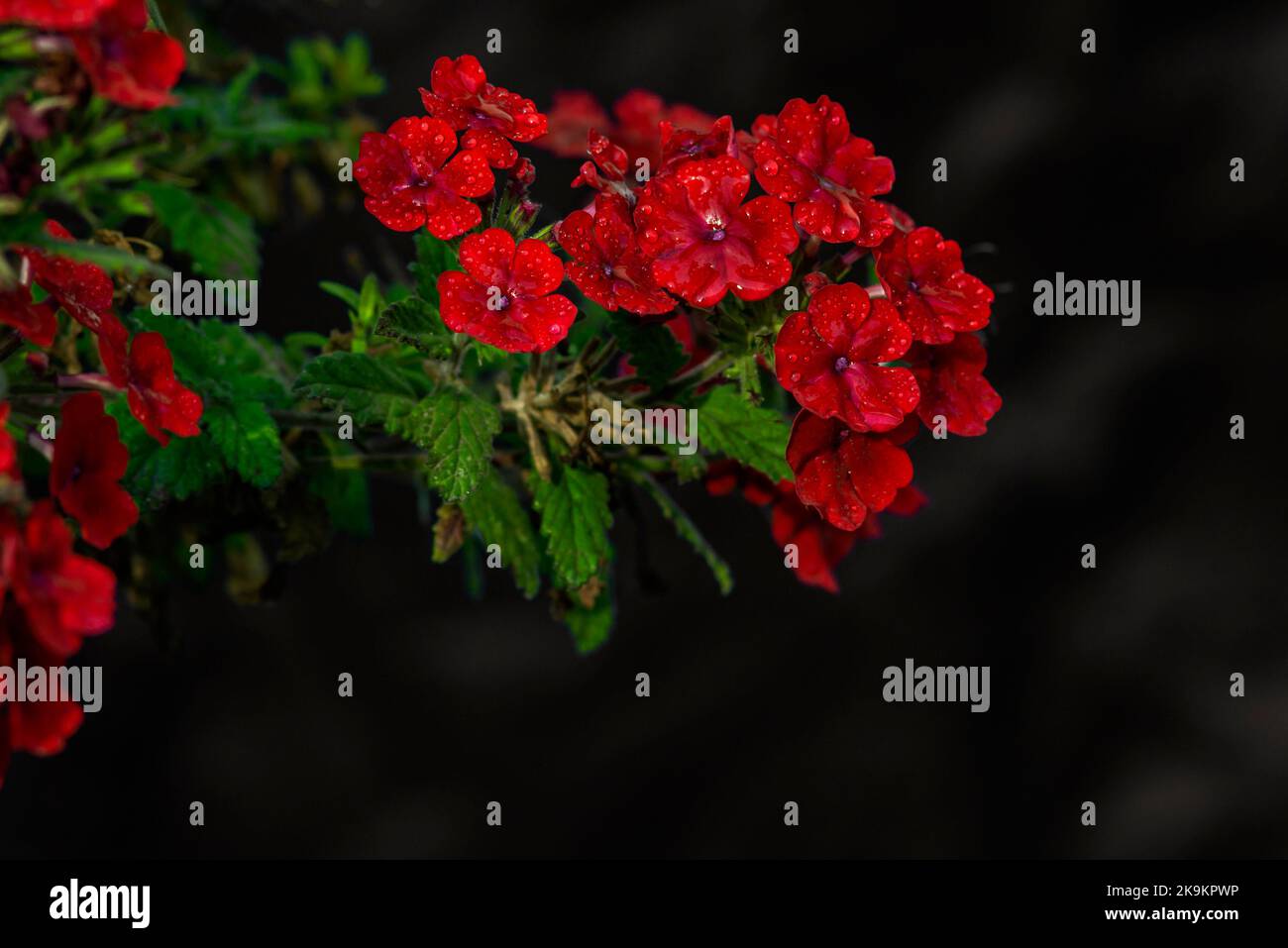 Verbena peruviana Banque de photographies et d’images à haute ...