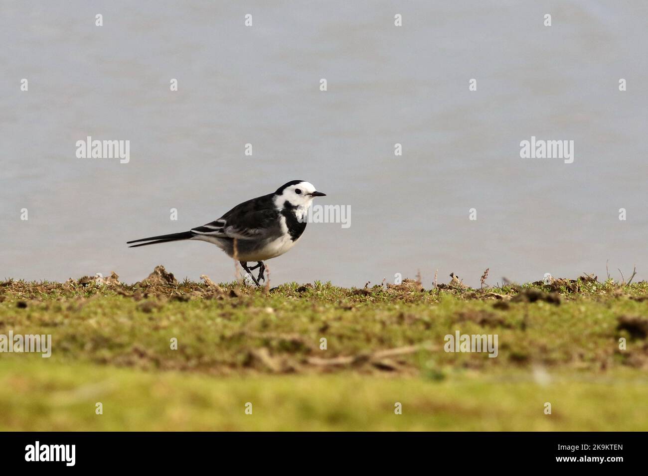 Bergeronnette blanche motacilla Banque de photographies et d’images à haute résolution - Alamy