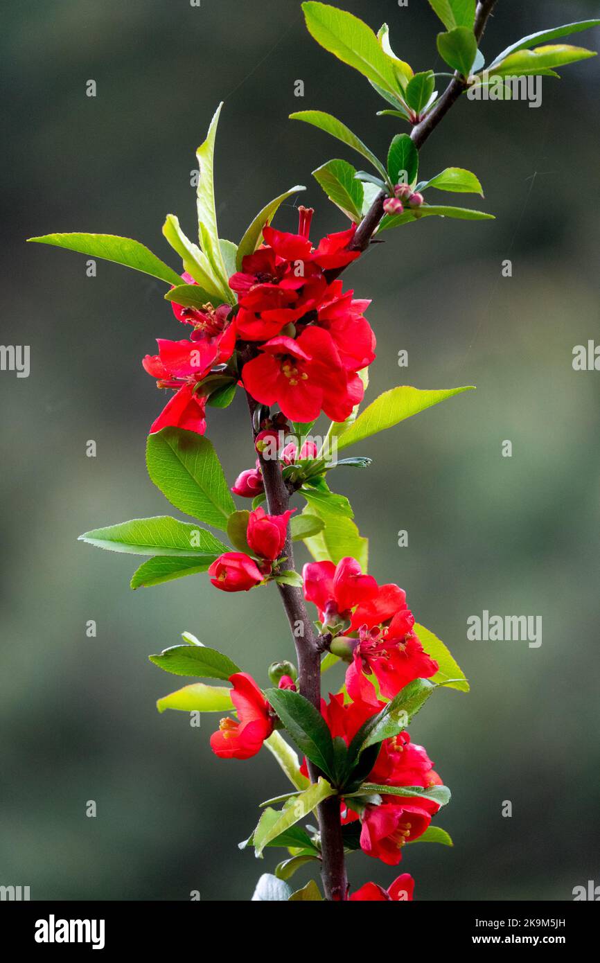 Gros plan fleur magnifique fleur de coing chaenomeles Banque de ...