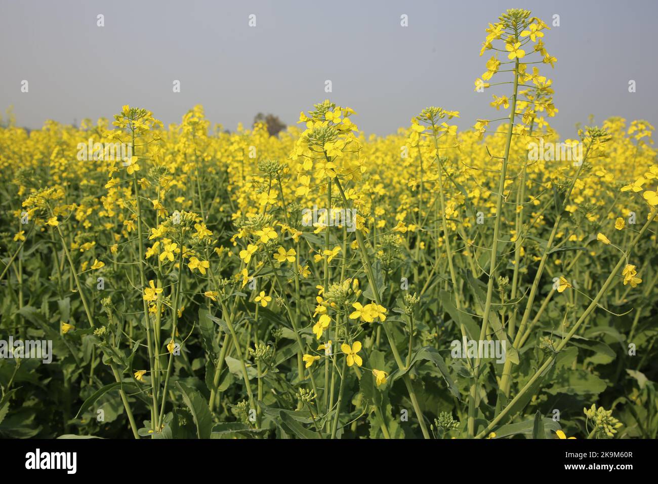 Plante de moutarde Banque de photographies et d’images à haute ...