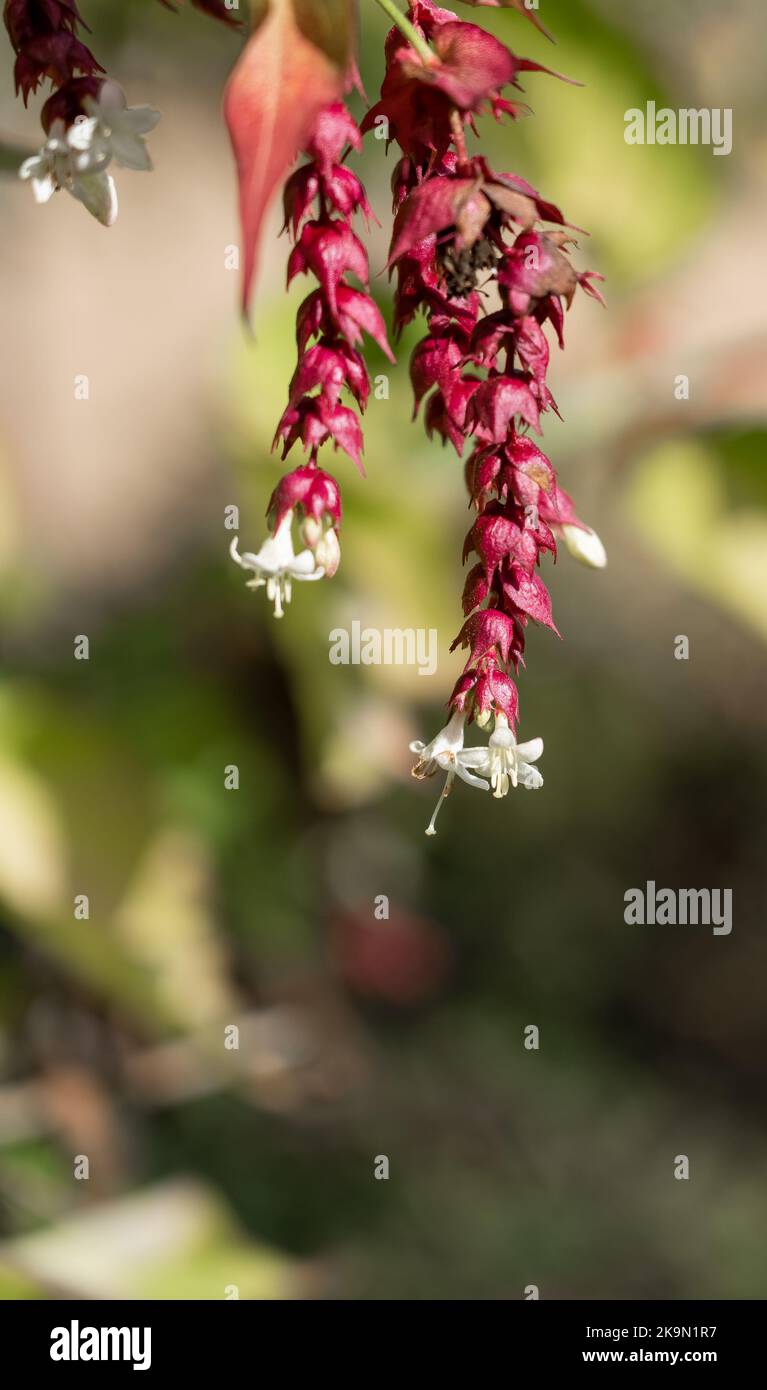 Gros plan de l'album de fleurs de vigne de pomme de terre blanche en ...